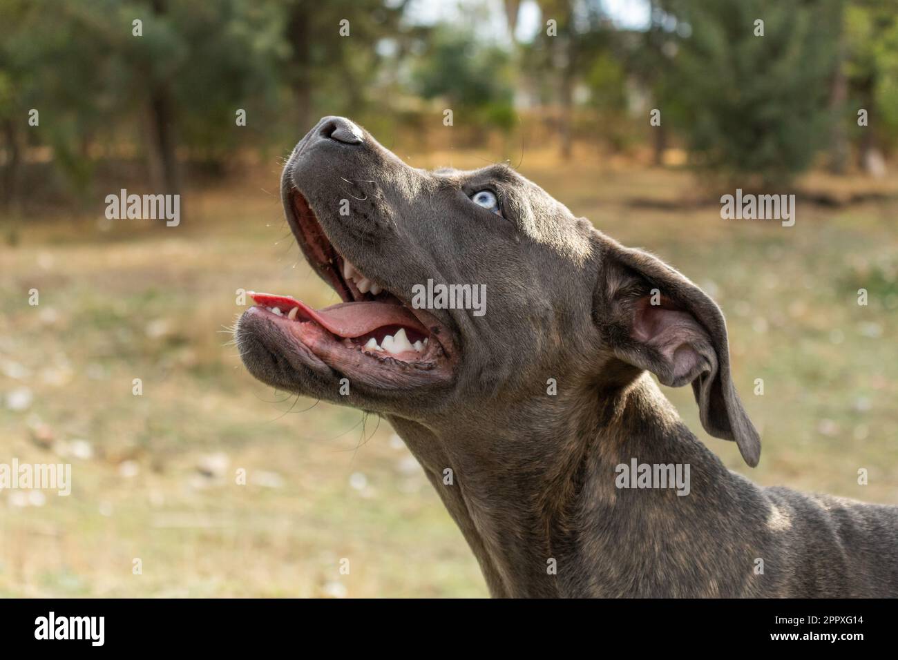 Black Italian Mastiff