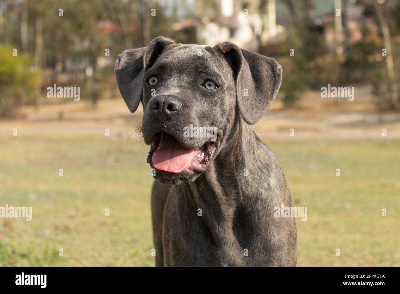 Purebred black Italian Mastiff dog with green eyes looking away while ...