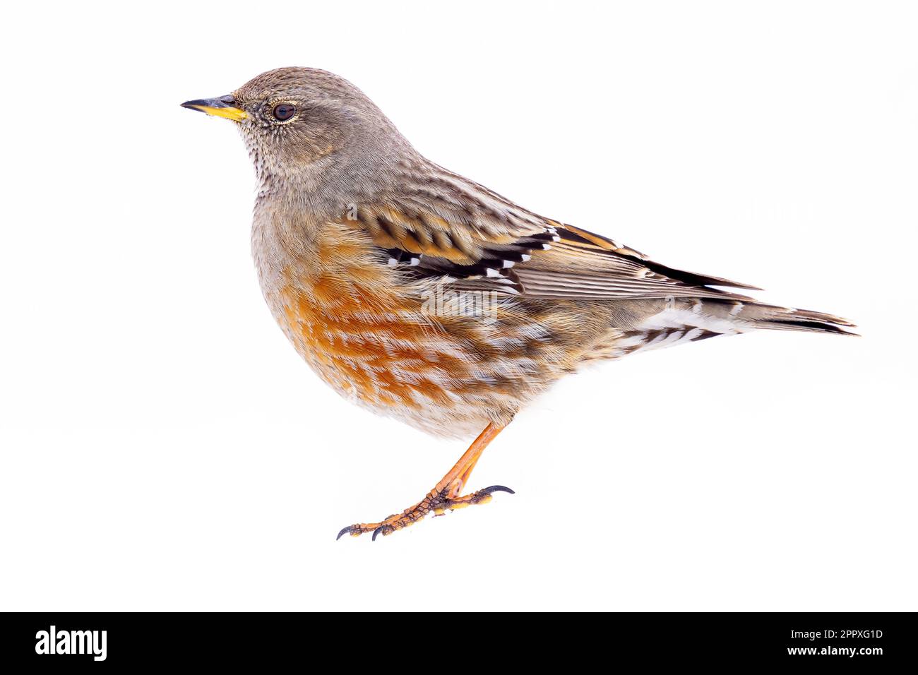 Adorable little brown alpine accentor bird with yellow beak and ...