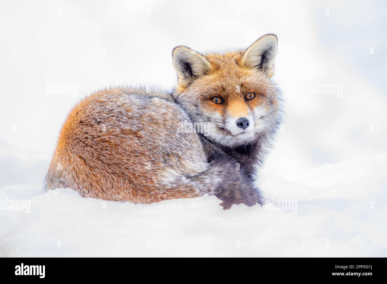 Adorable wild red fox with fluffy fur and brown eyes lying on snowy ...
