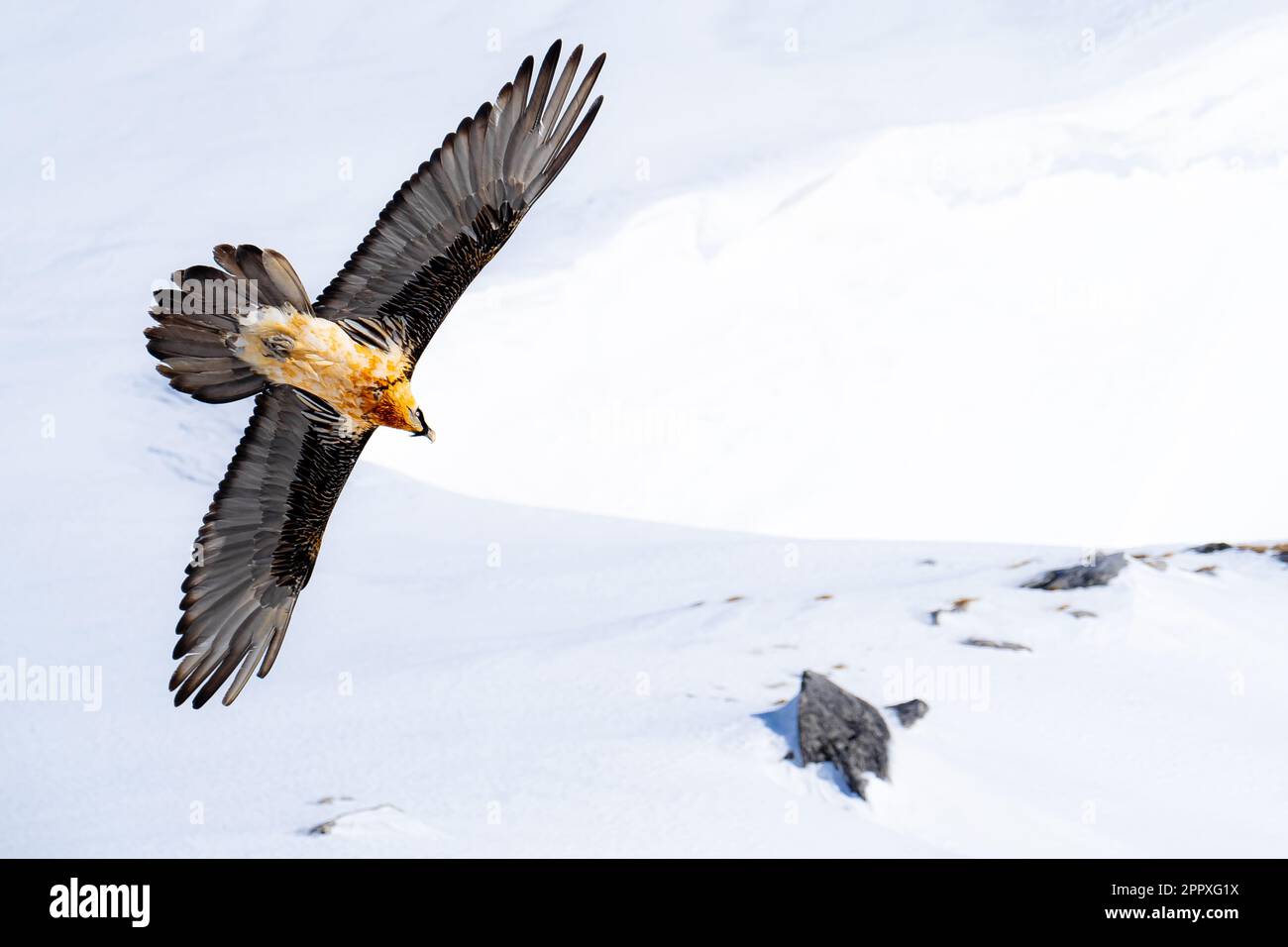 Graceful wild predatory bearded vulture soaring over snowy mountain ...
