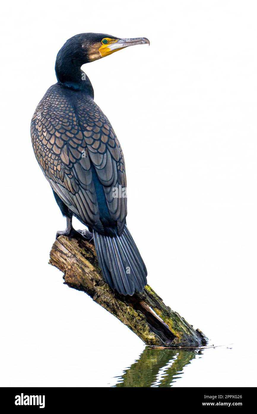 Back view of great cormorant with black feathers standing on tree trunk ...
