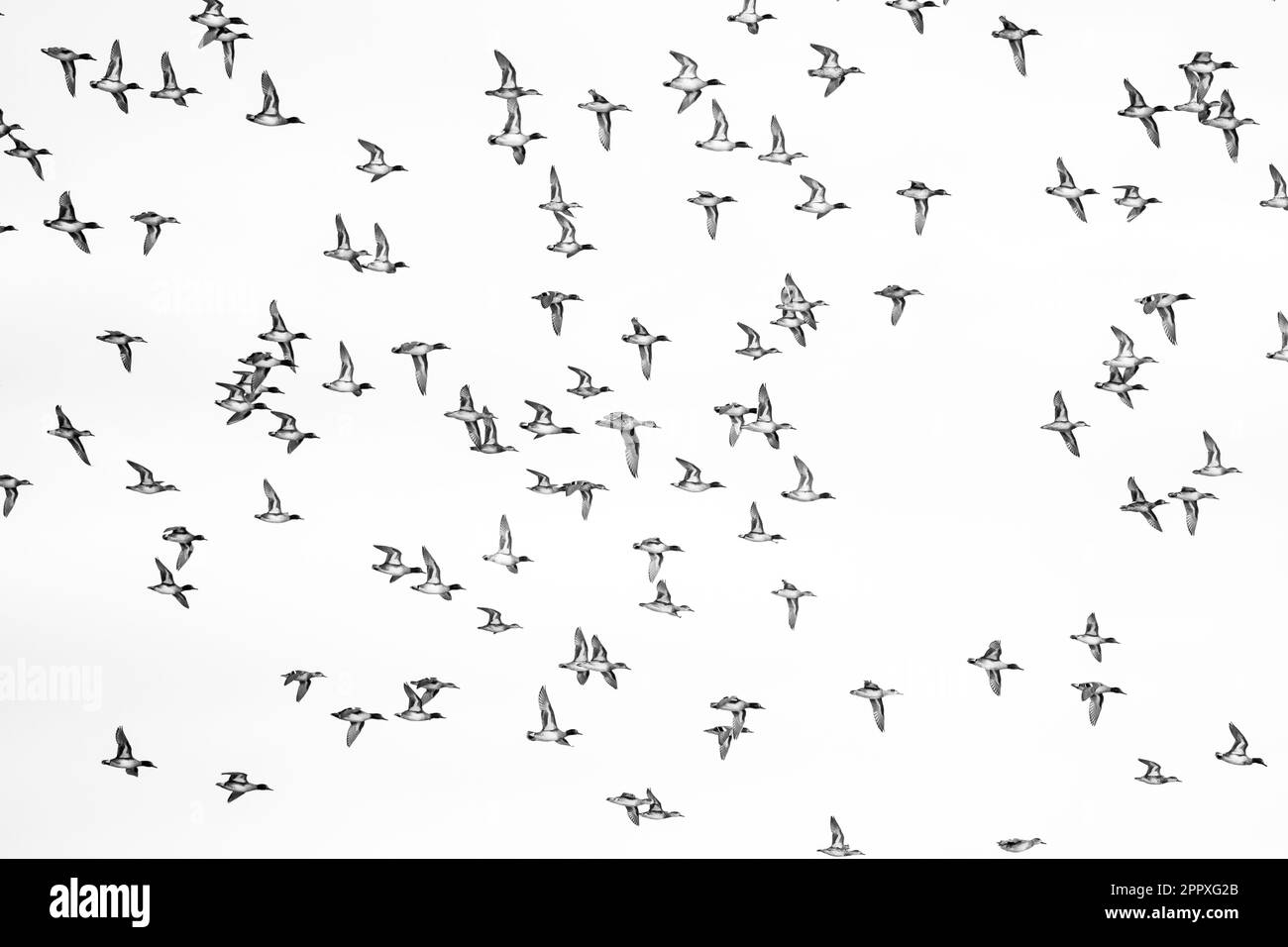 Group of black birds soaring together in flock with spread wings ...