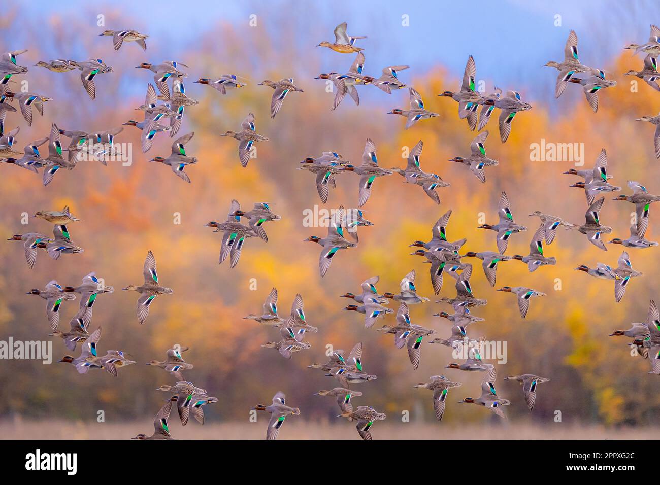 Side view of Eurasian teal birds with colorful plumage flying together ...