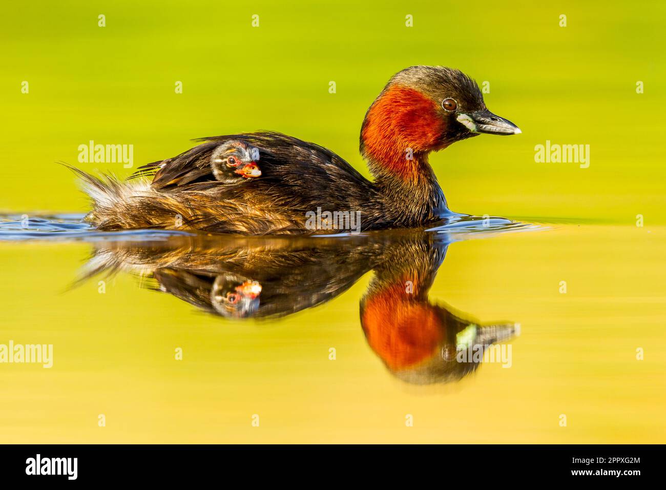 Side view of little grebe bird with brown and red plumage floating on ...