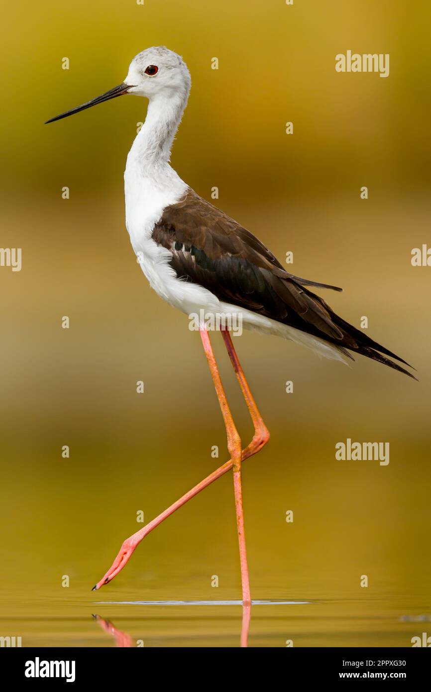 Side view of black winged stilt with white and brown plumage and long ...