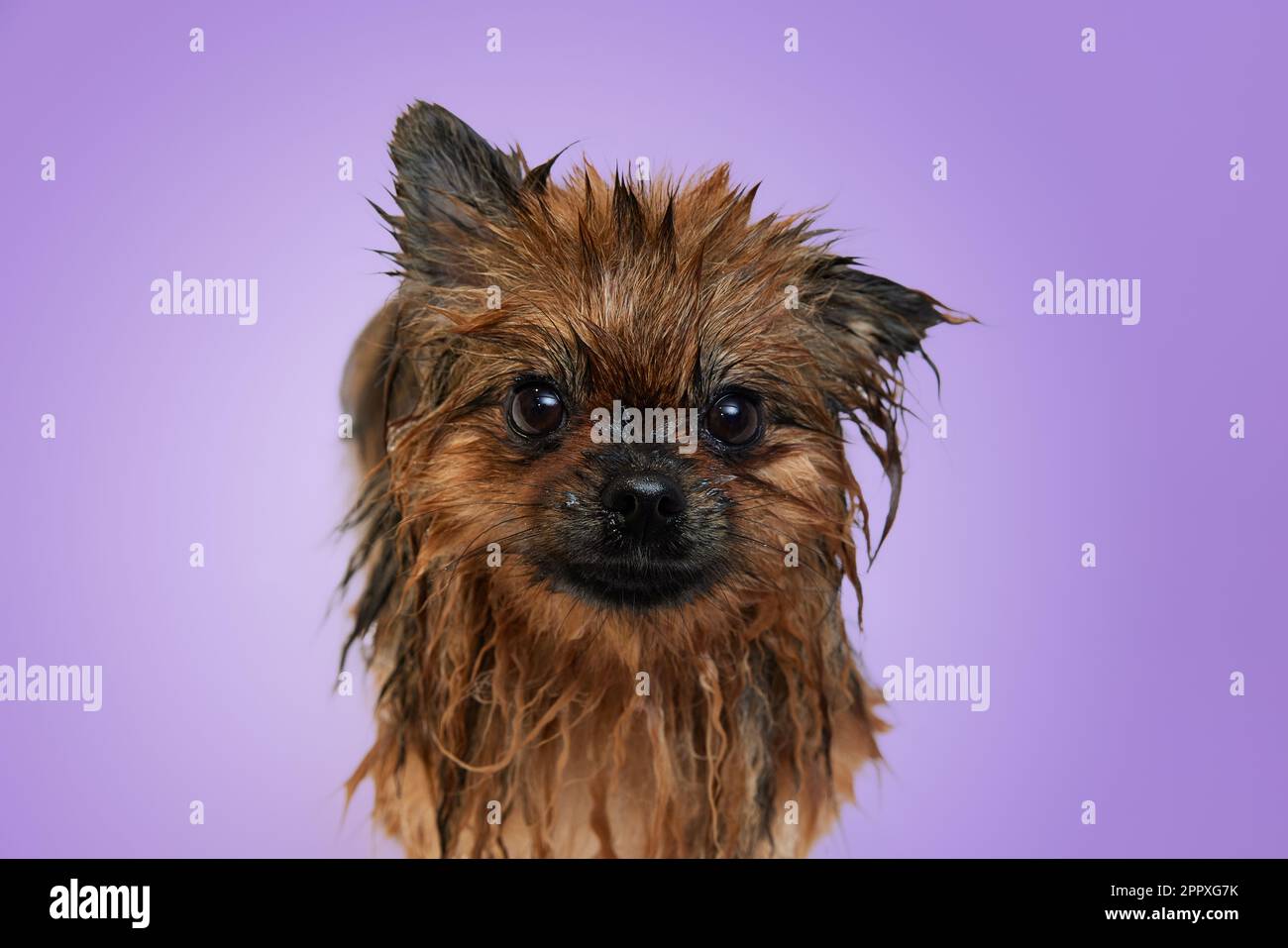 Funny little dog standing with wet fur after bath against purple ...