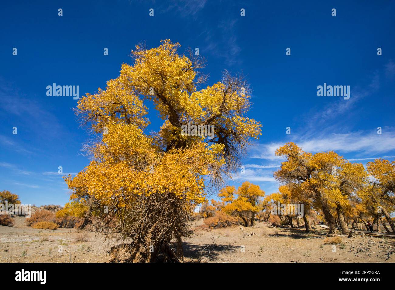 Populus euphratica in the desert under the blue sky Stock Photo - Alamy