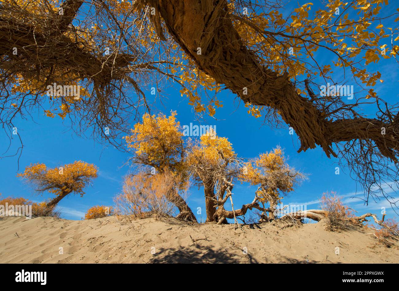 Populus euphratica in the desert under the blue sky Stock Photo - Alamy