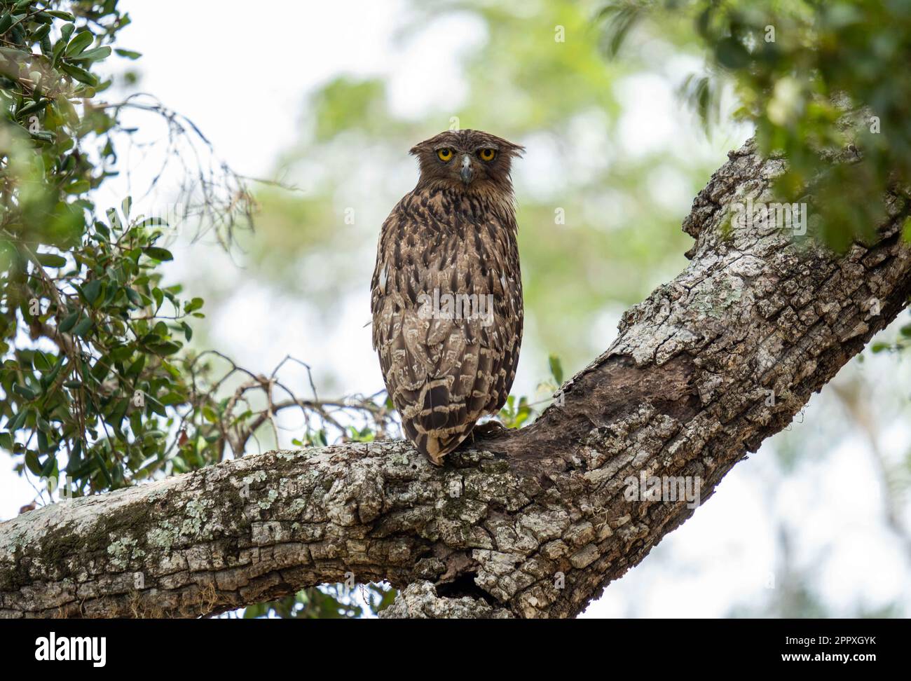 Kenula pathirathna photography hi-res stock photography and images - Alamy