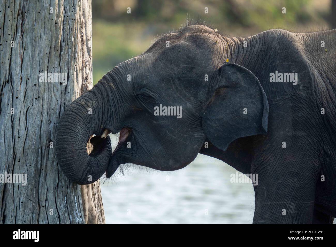 Kenula pathirathna hi-res stock photography and images - Alamy