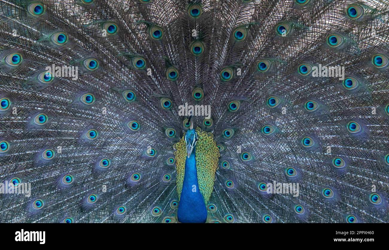 A peacock displaying his beauty in the morning at Yala National Park ...