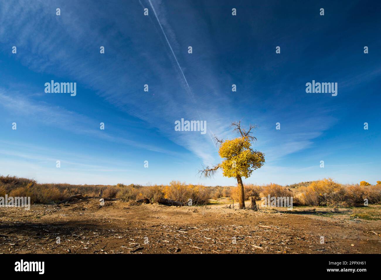 Populus euphratica in the desert under the blue sky Stock Photo - Alamy
