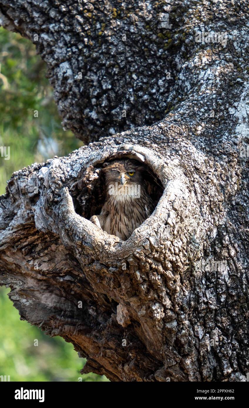 Kenula pathirathna photography hi-res stock photography and images - Alamy