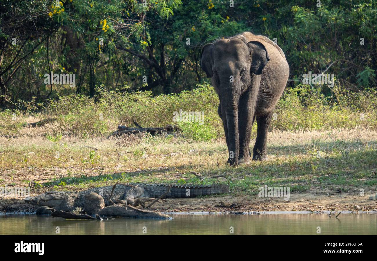 Kenula pathirathna hi-res stock photography and images - Alamy