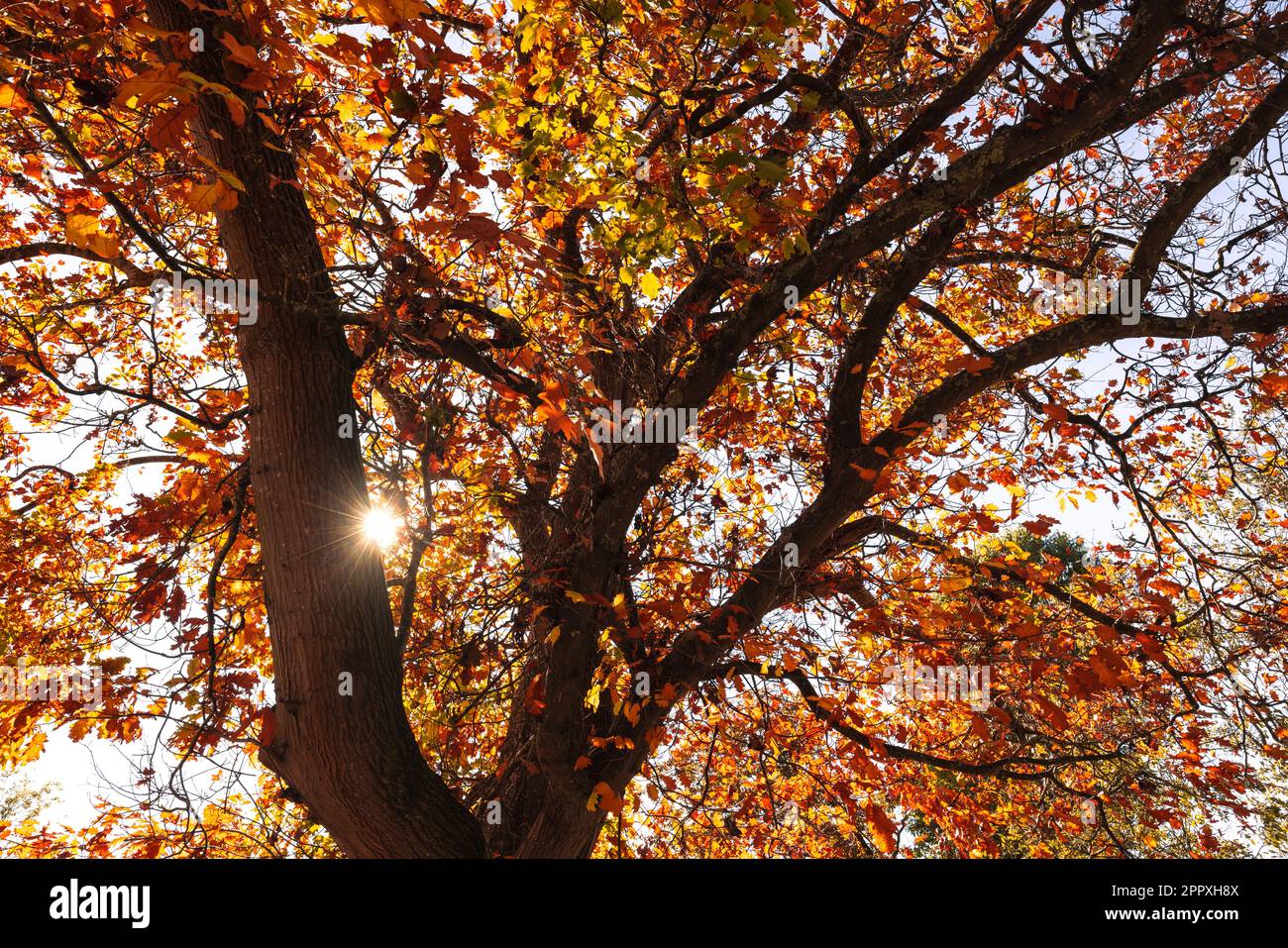 Autumn Colours in Melbourne Australia Stock Photo - Alamy