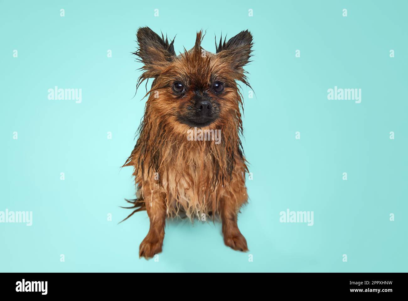 Funny little dog standing with wet fur after bath against green ...