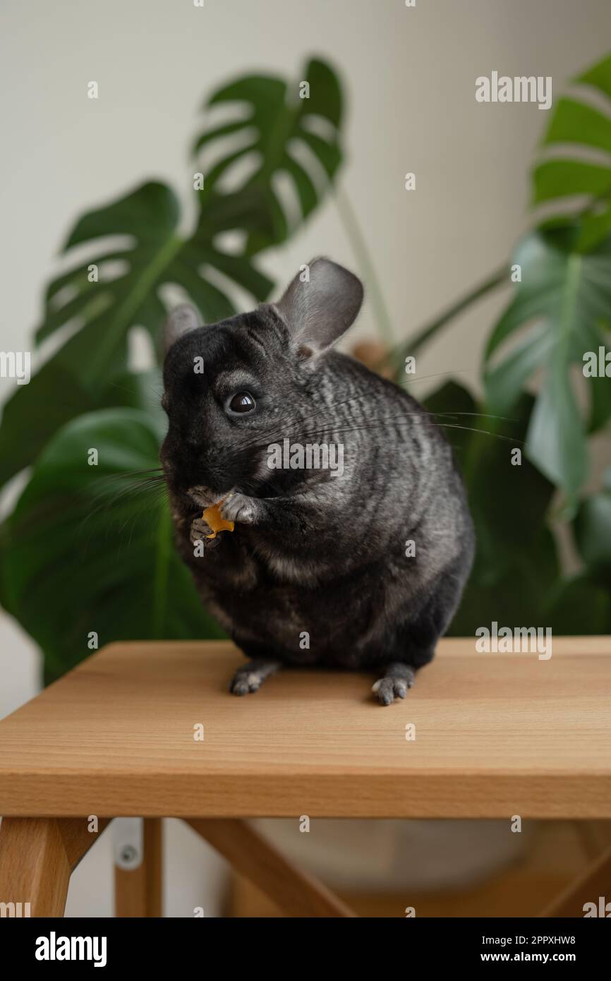 Cute fluffy domestic chinchilla eating food while standing on wooden ...
