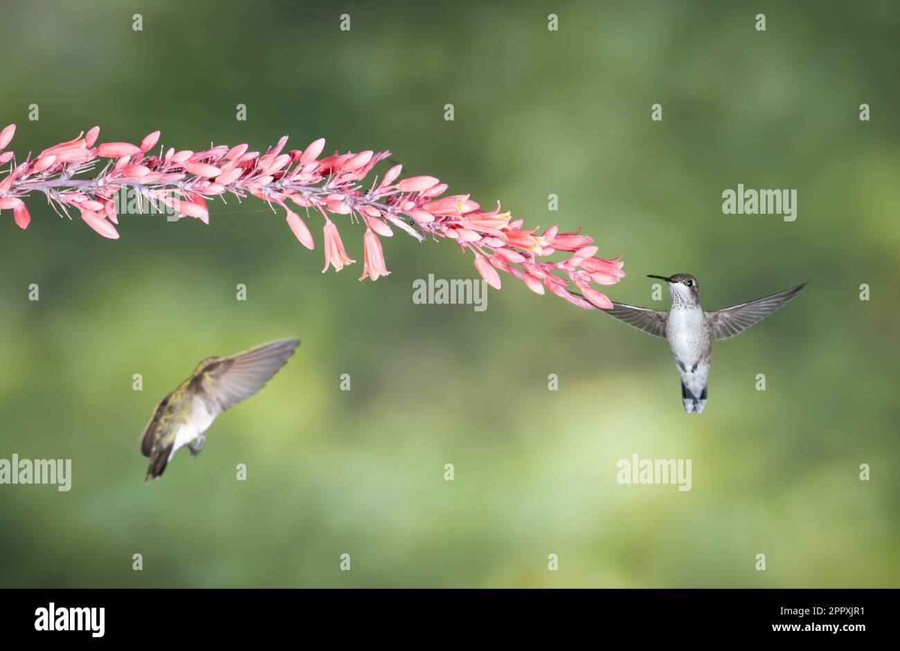 Hummingbirds nectar hi-res stock photography and images - Alamy