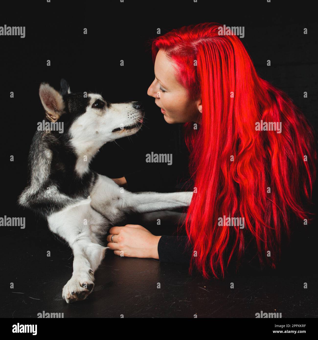 Siberian husky puppy side view hi-res stock photography and images - Alamy