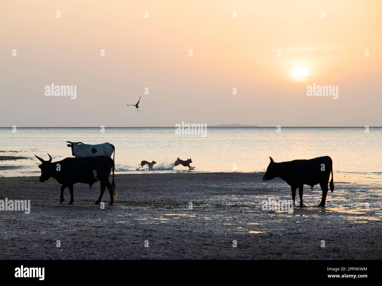 Silhouettes of cows walking on sandy shore near waving sea under bright ...