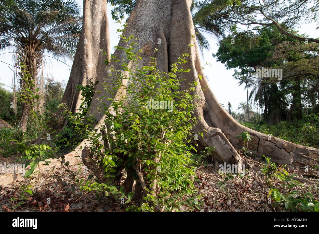 Scenic view of tall massive tree growing in tropical forest near green ...