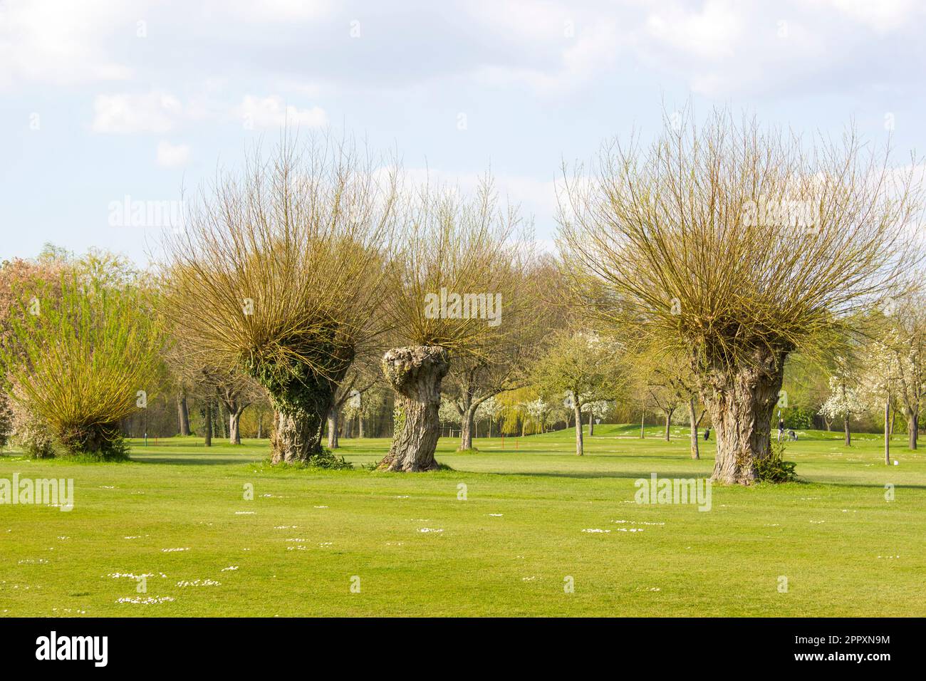 Salix caprea - willow grove. Spring Landscape with several willows on a ...