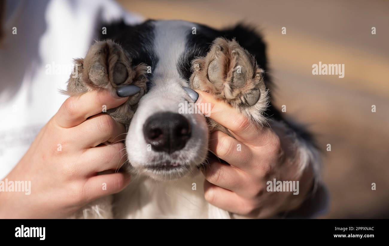 The owner closes the eyes of the border collie dog with his paws Stock ...