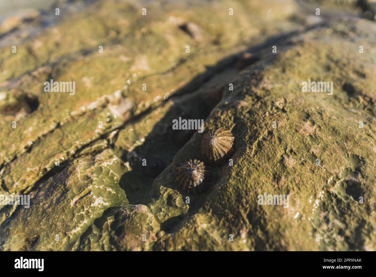 Patelliform hi-res stock photography and images - Alamy