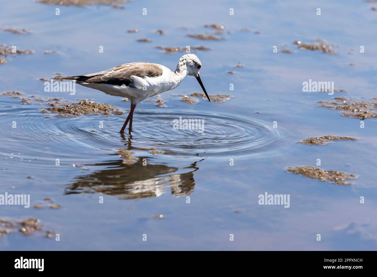 Black-winged Stilt searching for food in the water Kruger NP South ...