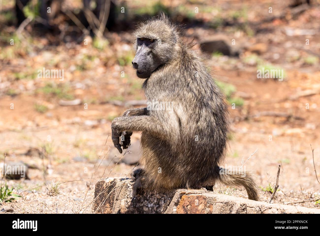 Baboon legs hi-res stock photography and images - Alamy