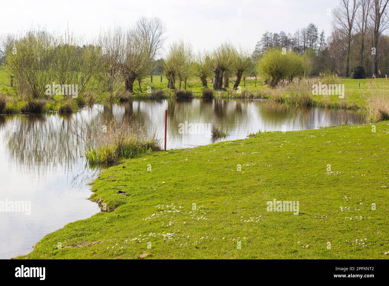 Salix caprea - willow grove. Spring Landscape with several willows on a ...