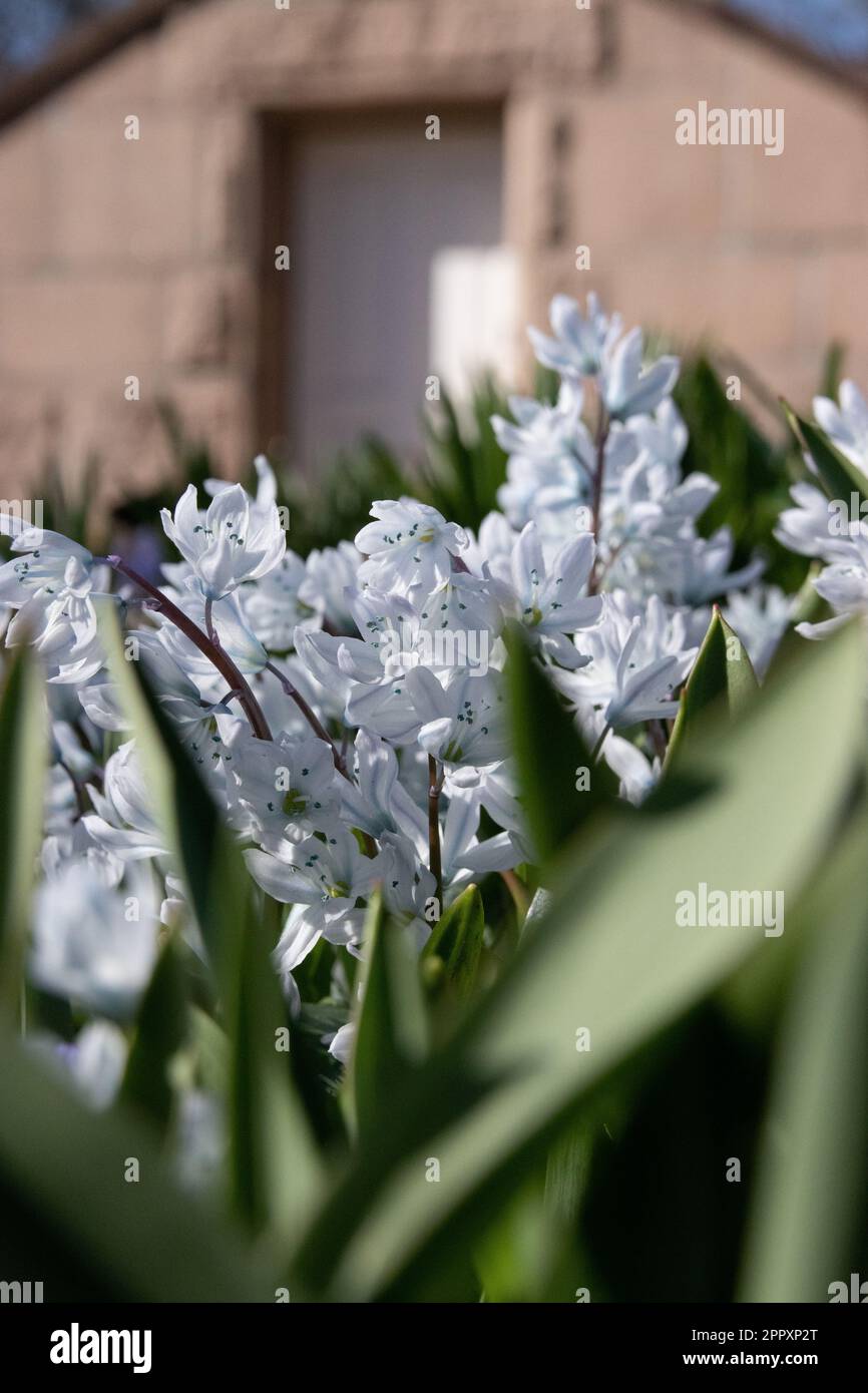 Season for spring flowers hi-res stock photography and images - Alamy