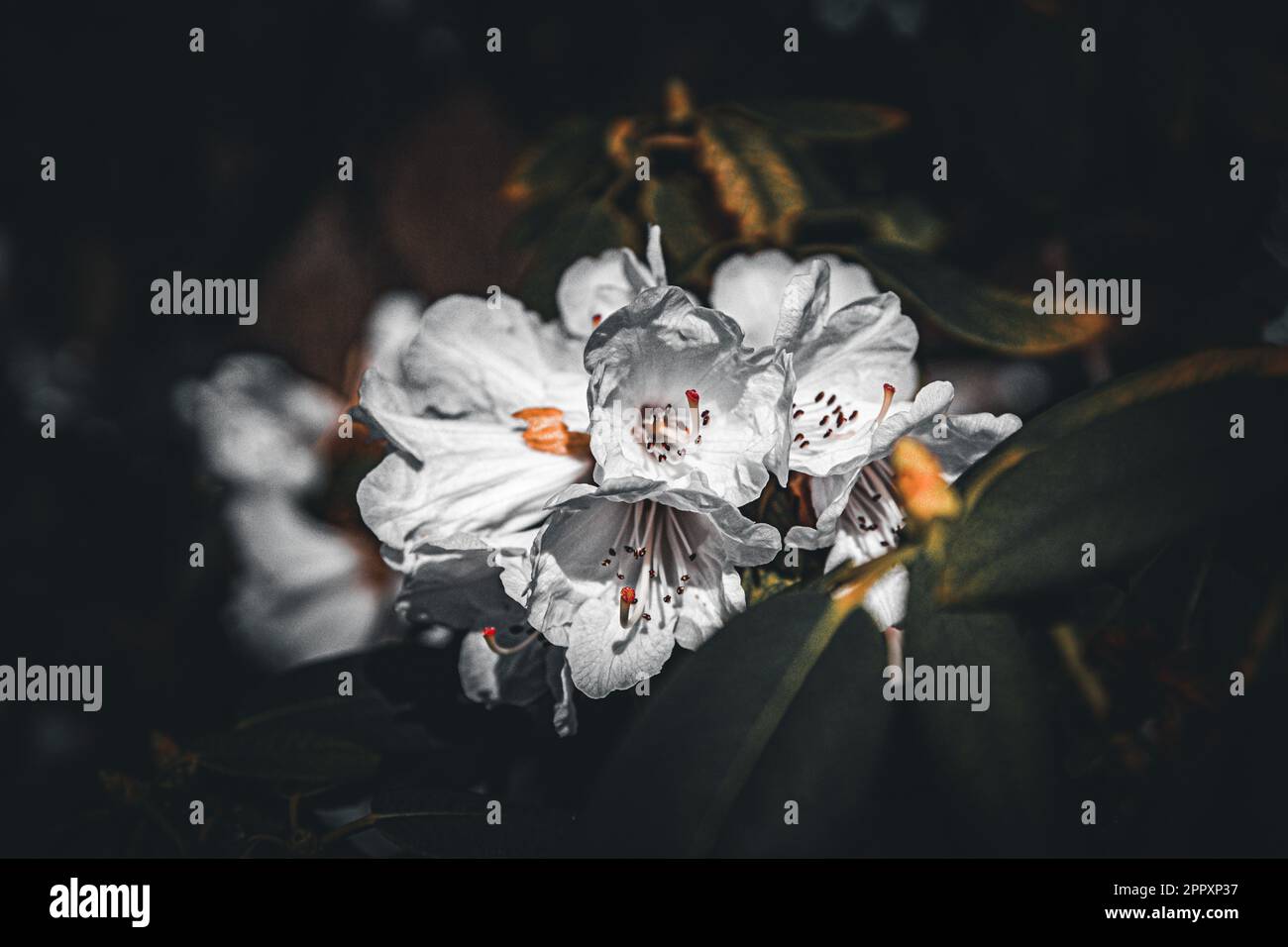 Season for spring flowers hi-res stock photography and images - Alamy
