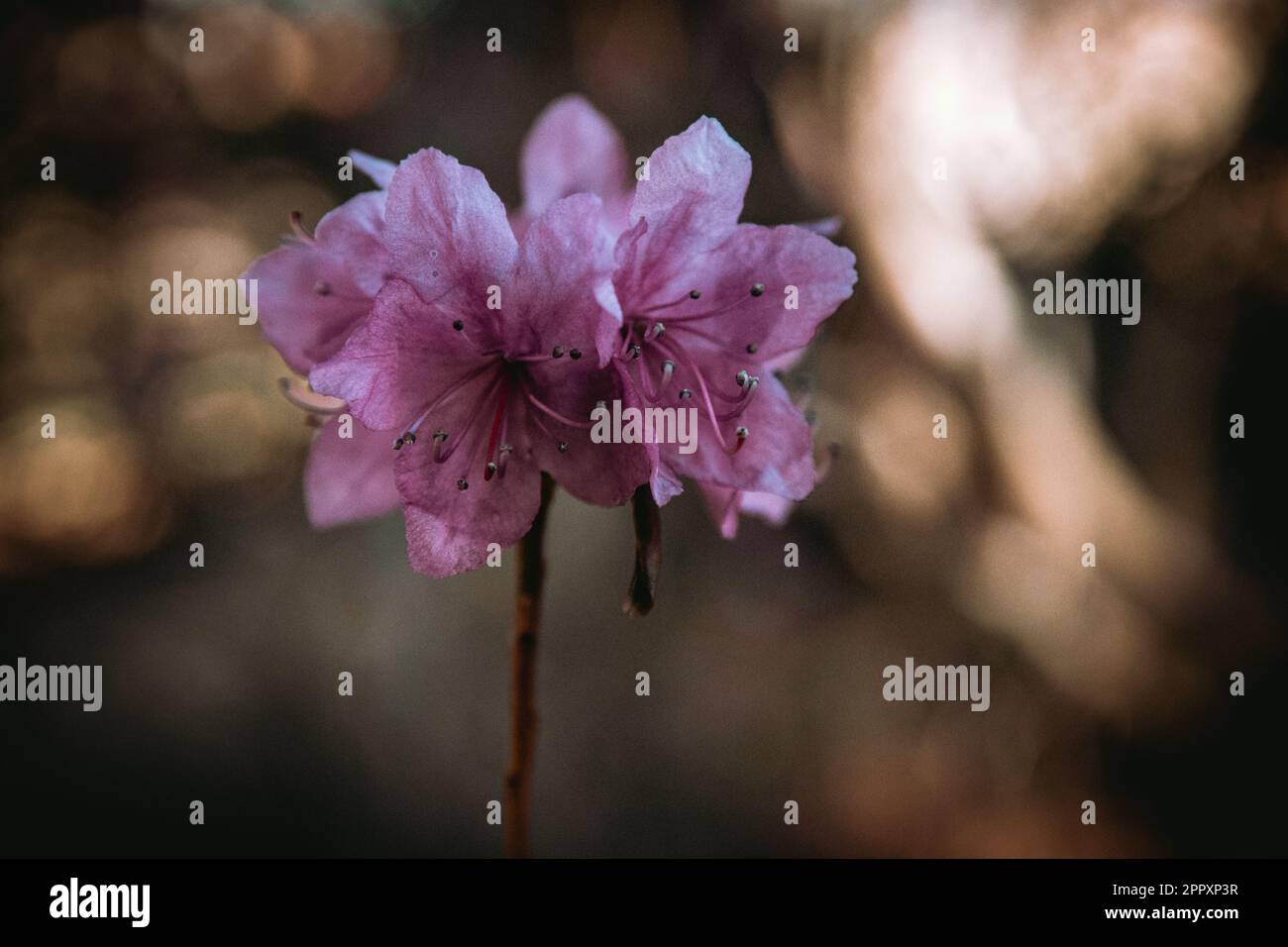 Season for spring flowers hi-res stock photography and images - Alamy