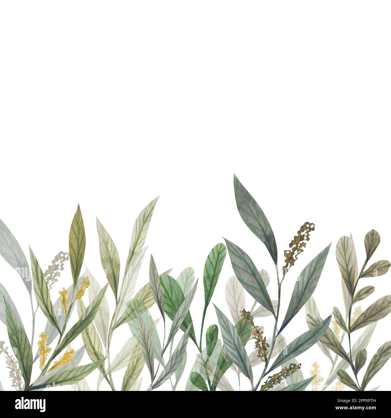 Greenery border isolated on white background. Wallpaper with herb and ...