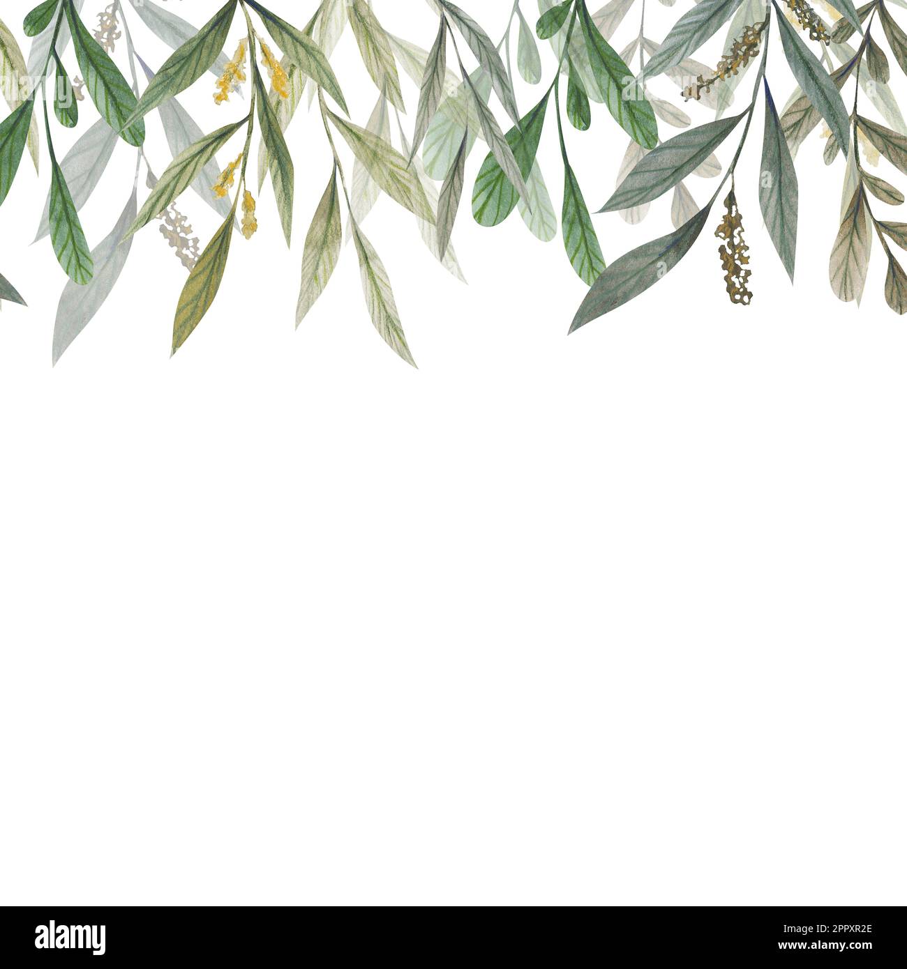 Greenery border isolated on white background. Wallpaper with herb and ...