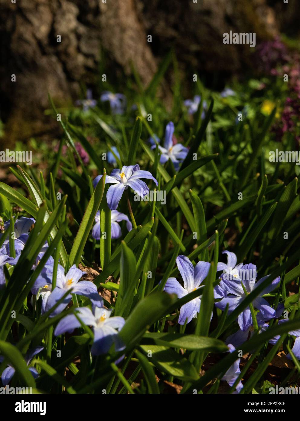 Season for spring flowers hi-res stock photography and images - Alamy