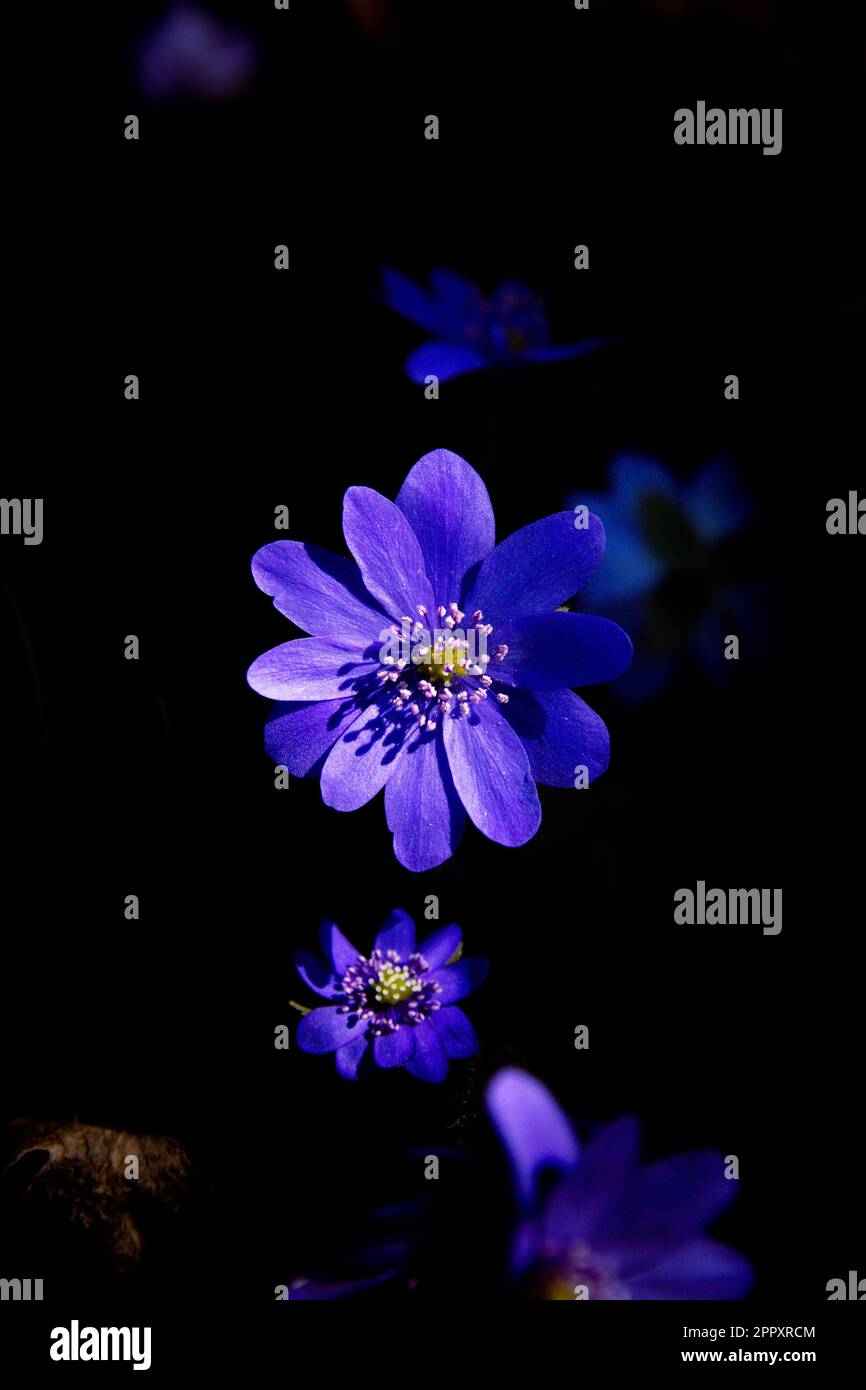Season for spring flowers hi-res stock photography and images - Alamy