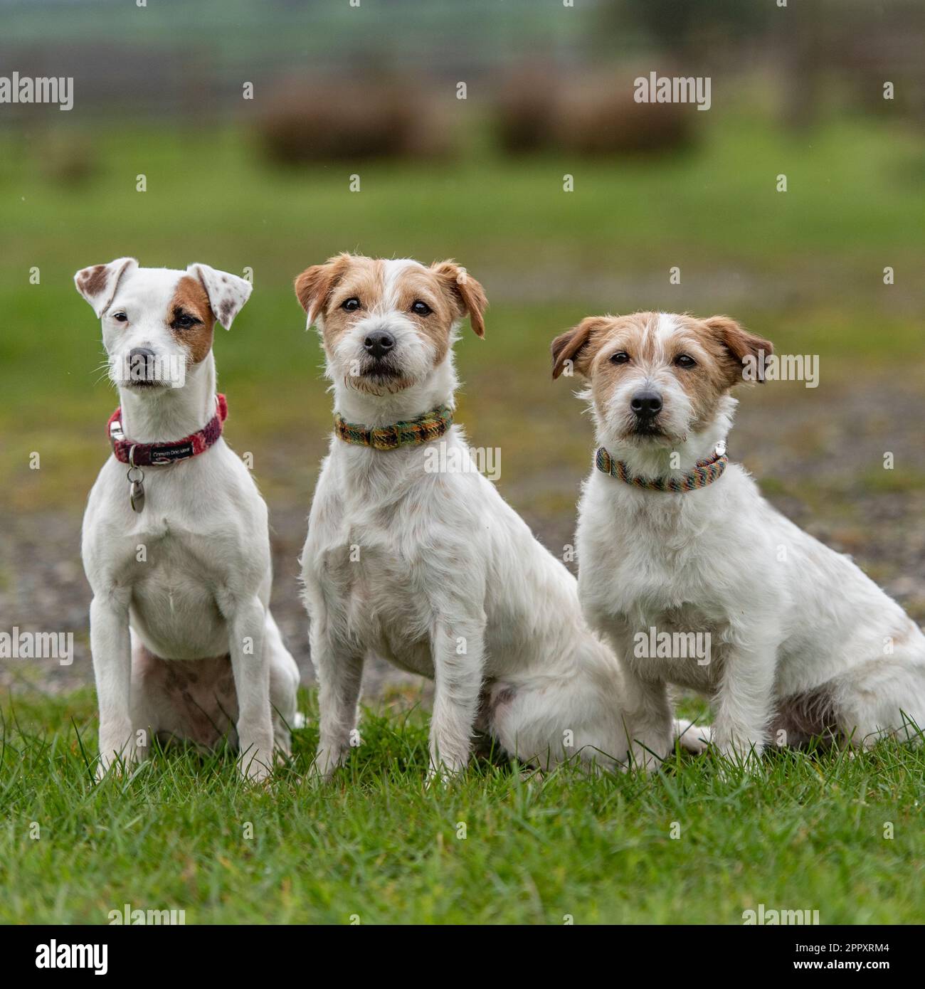 Are Jack Russells Trainable