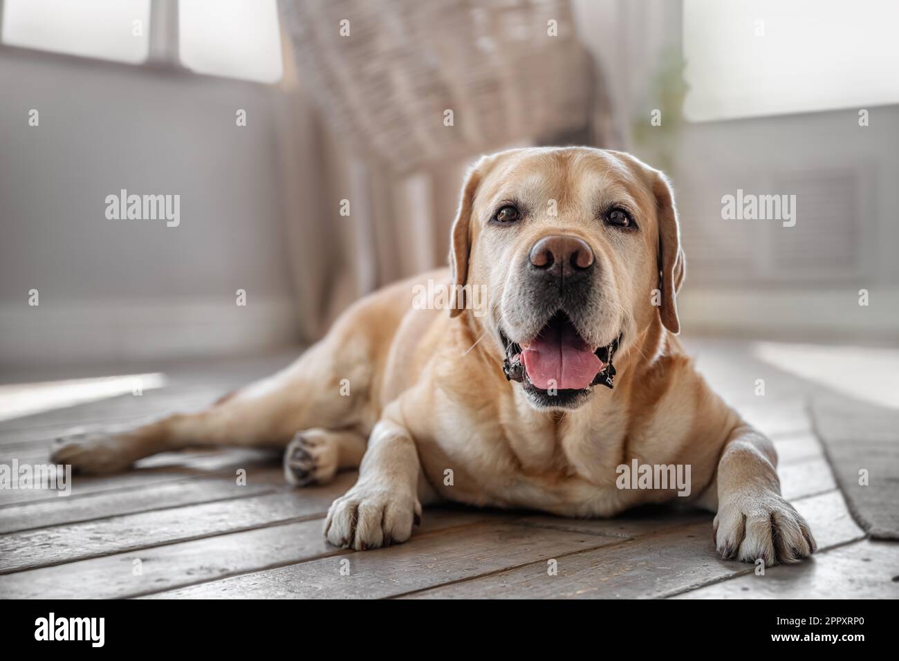 Labrador retriever dog lies on the floor at home. Scaleup portrait of ...