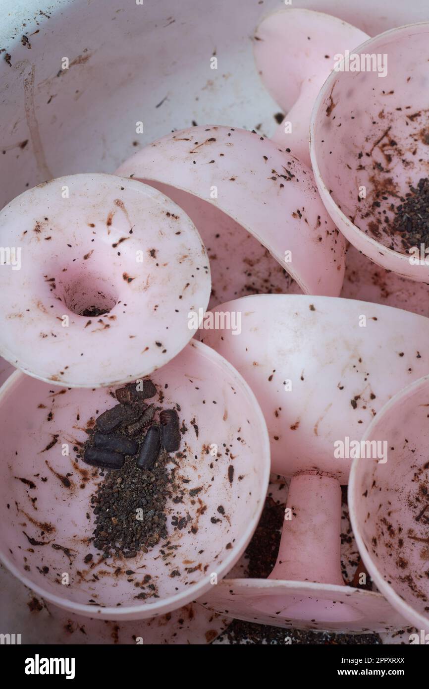 Roach Eggs In Tongue Taco Bell