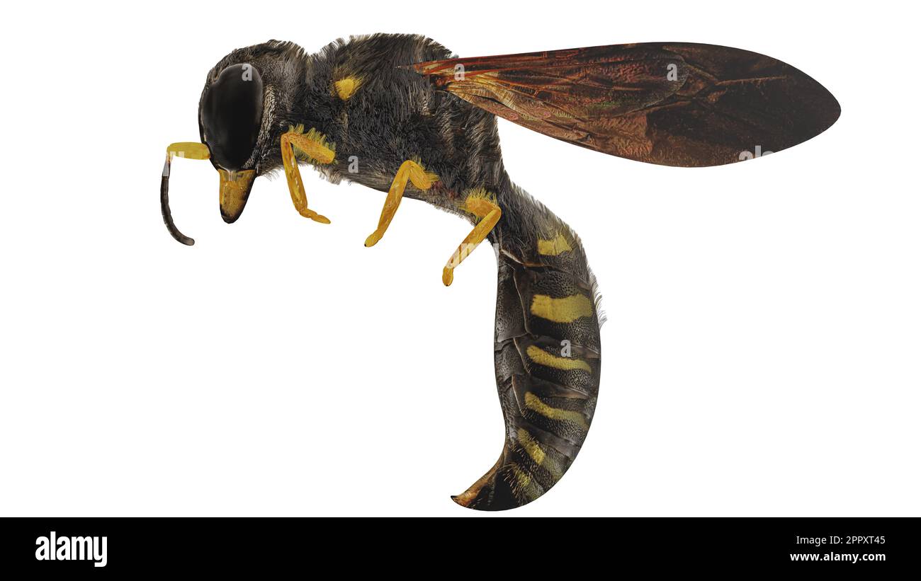 Extreme macro photography of a wasp isolated on white background high ...
