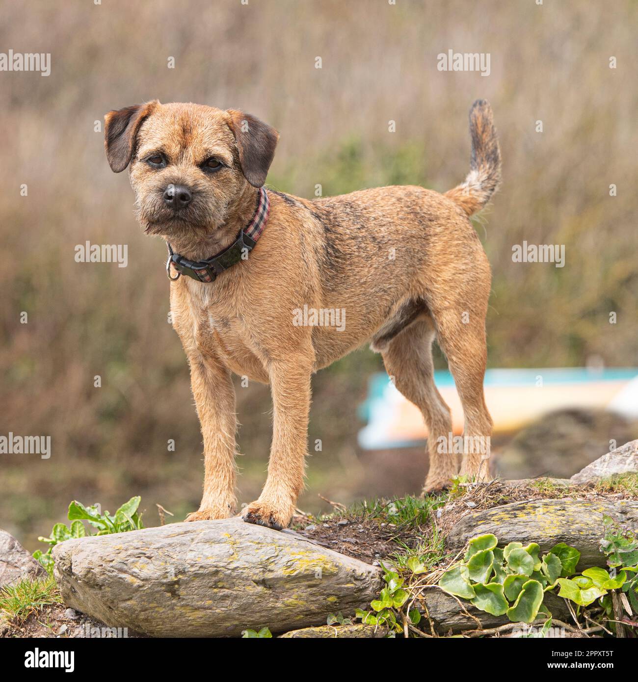 Border terrier profile hi-res stock photography and images - Alamy