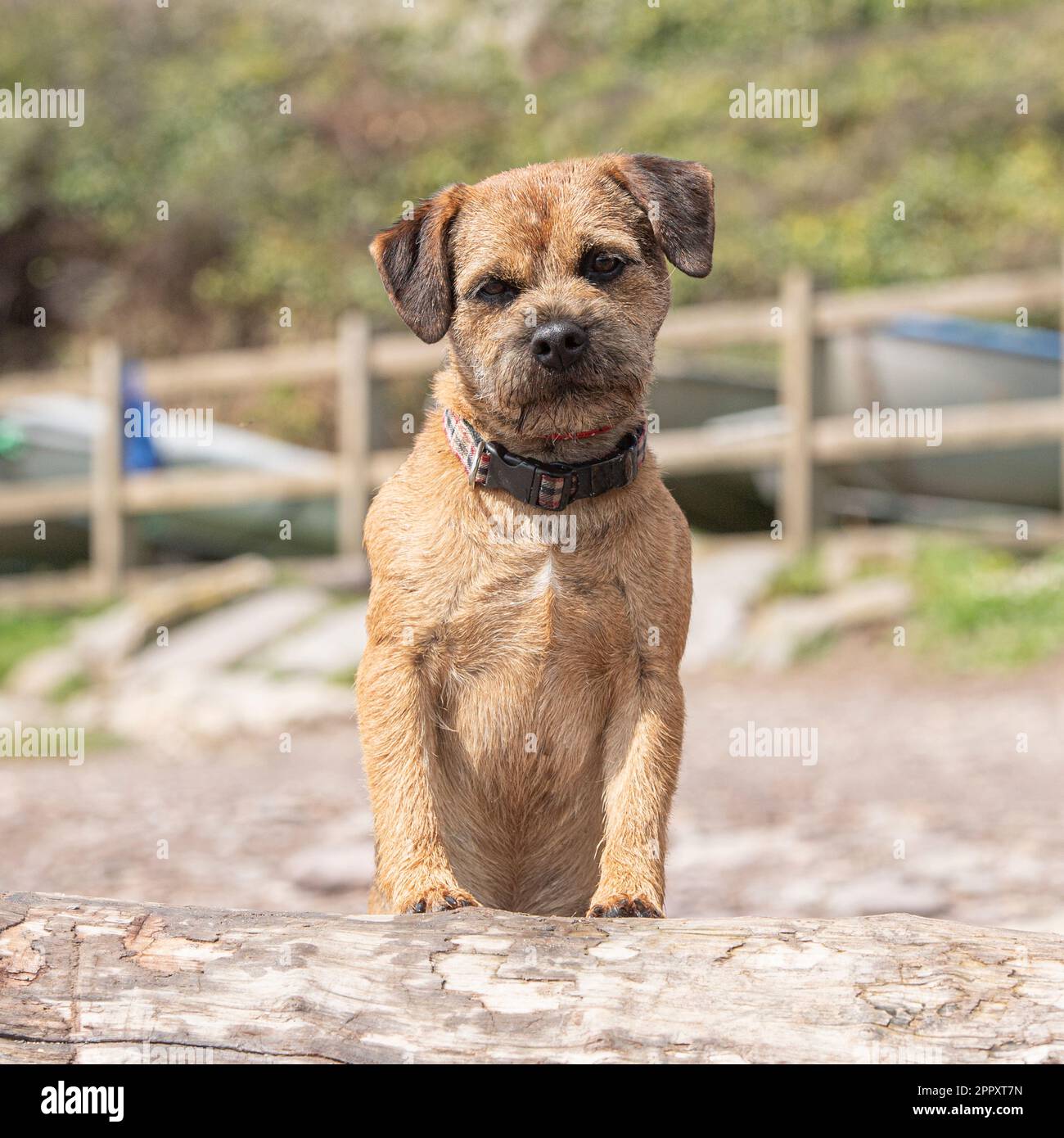 Male border terrier hi-res stock photography and images - Alamy