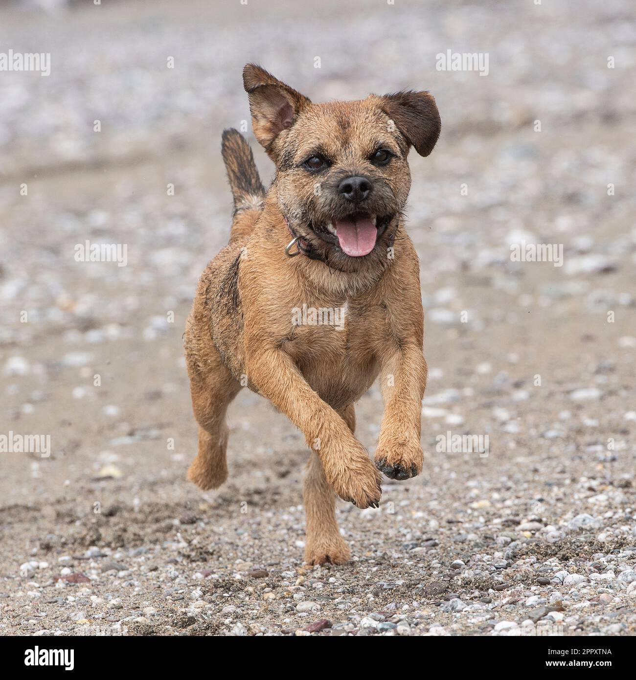 border terrier running towards camera on the beach Stock Photo - Alamy