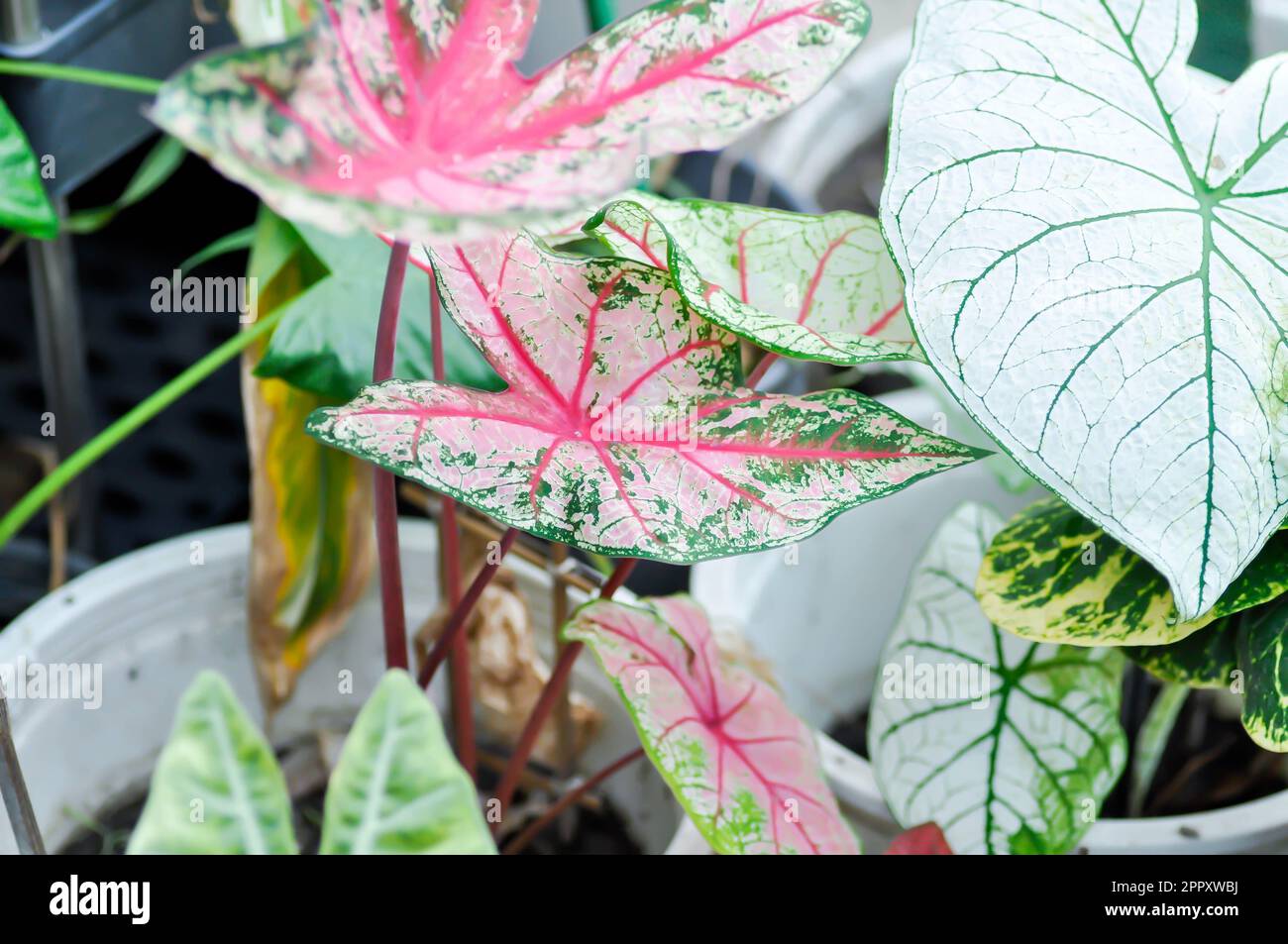 Caladium, Caladium Bicolor Vent or Caladium bicolor or pink and green ...