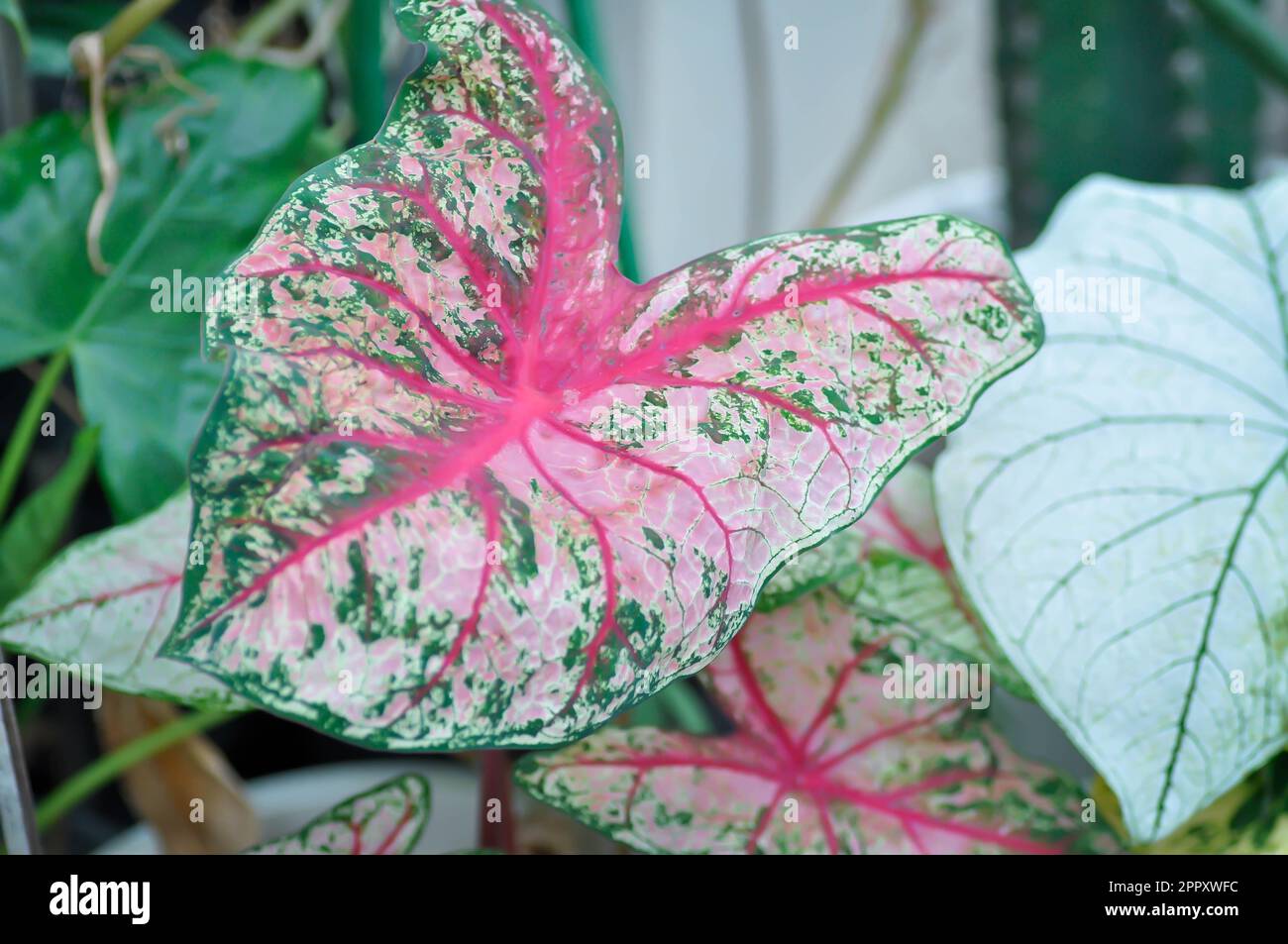 Caladium, Caladium Bicolor Vent or Caladium bicolor or pink leaf in the ...