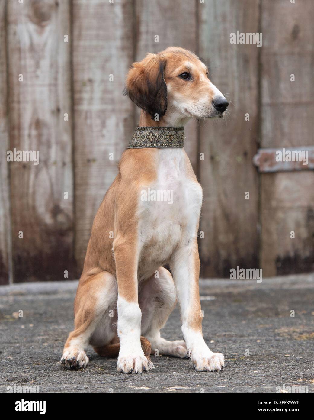 Red Saluki