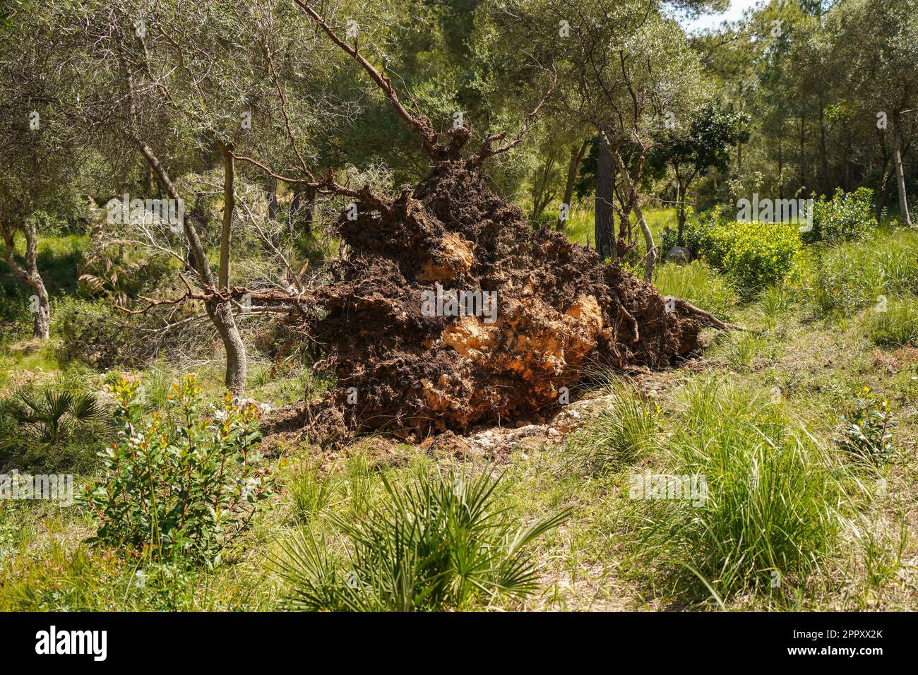 tree uprooted, Sierra de Tramontana in Mallorca, Spain Stock Photo - Alamy